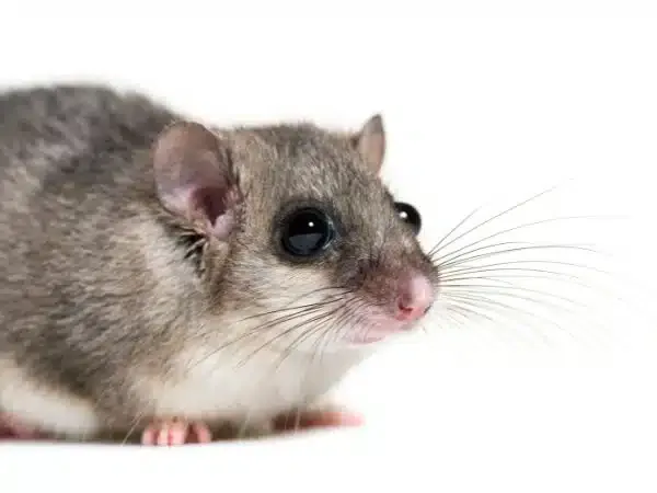 Disinfestazione Ghiri: Allontanamento per Specie Protetta!