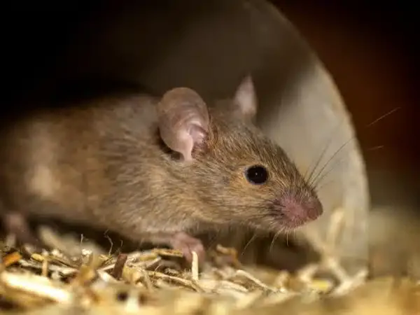 Topo domestico (Mus musculus domesticus): Cosa devi sapere?