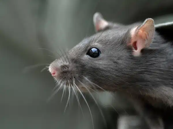 Topo domestico (Mus musculus domesticus): Cosa devi sapere?